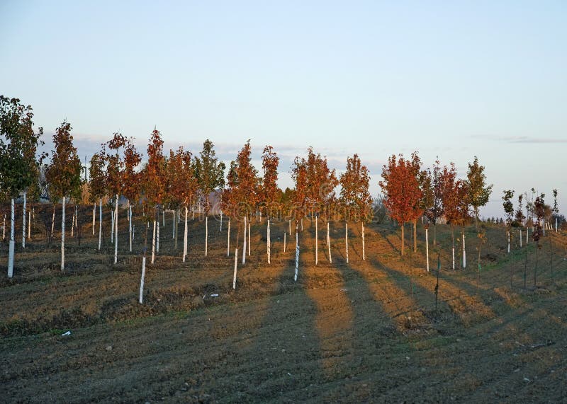 Maple leaf farm in fall stock photo. Image of peaceful - 113651308