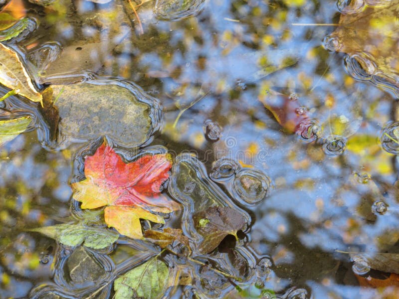 Maple Leaf Floating in a Stream Stock Image - Image of lake, river ...