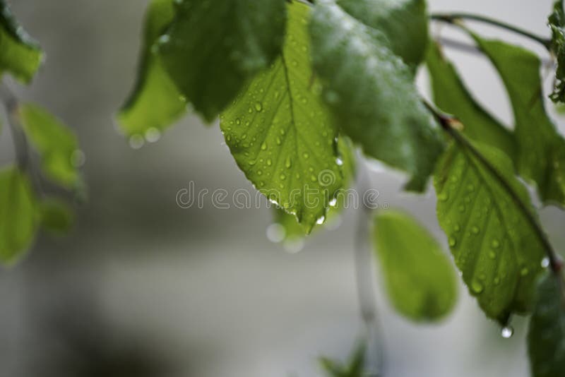 Maple Leaf Floating on the Water Surface, Closeup Stock Photo - Image ...