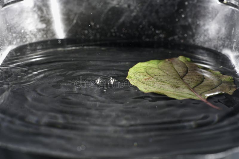 Maple Leaf Floating on the Water Surface, Closeup Stock Image - Image ...