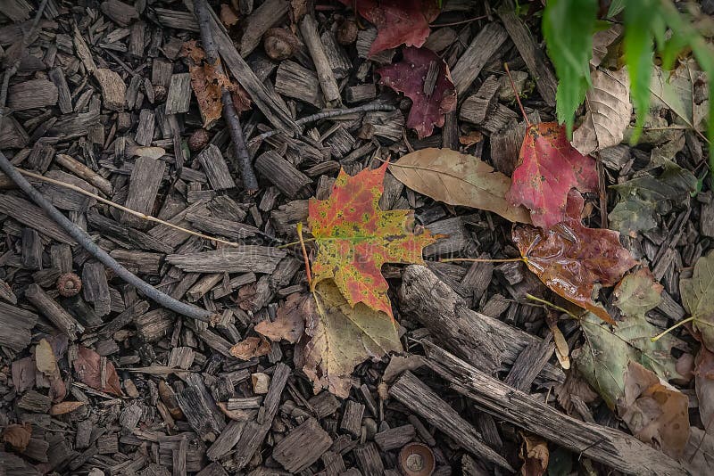 A Maple Leaf in the Forest in Fall. Stock Photo - Image of woods, leaf ...
