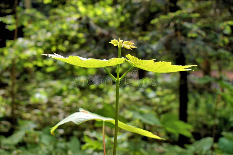 Maple Leaf in a Forest in Liechtenstein 24.4 Stock Image - Image of ...