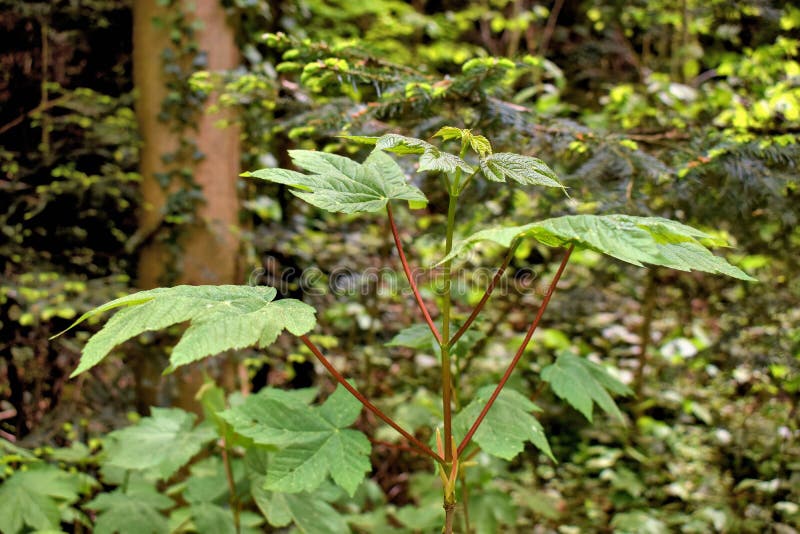 Maple Leaf in a Forest in Liechtenstein 24.4 Stock Photo - Image of ...
