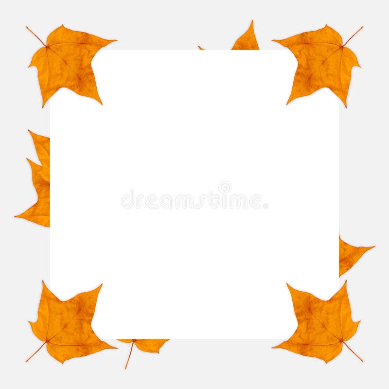 Maple Leaf Frame. Colorful Maple Leaf Frame on a White Background Stock ...