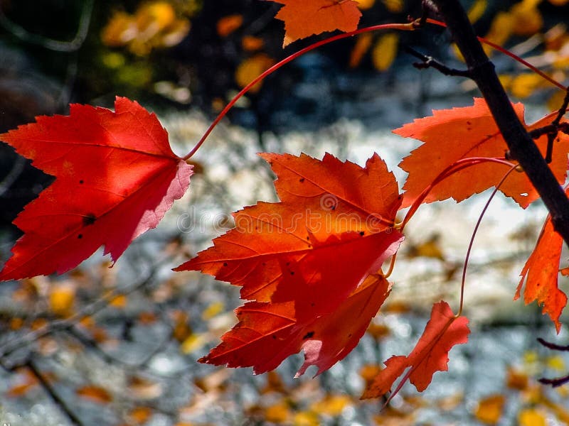 Maple Leaf in Front of a Flowing River Stock Photo - Image of north ...