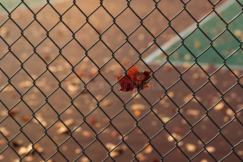 Maple Leaf in Front of a Tennis Court Stock Photo - Image of travel ...