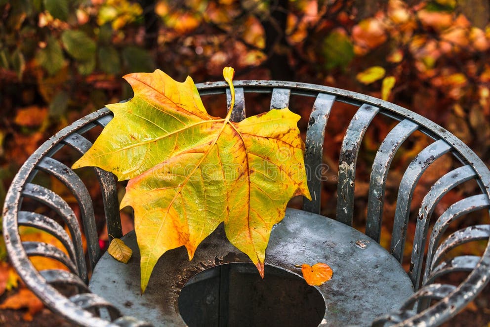 Maple leaf on garbage can stock image. Image of horizontal - 192977825