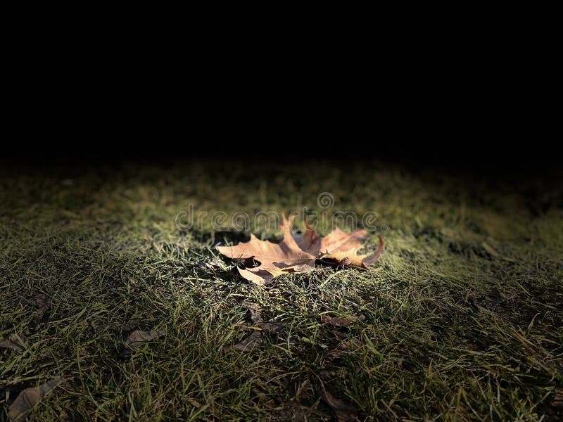 Maple Leaf on the Grass in Shadow Stock Photo - Image of screenshot ...