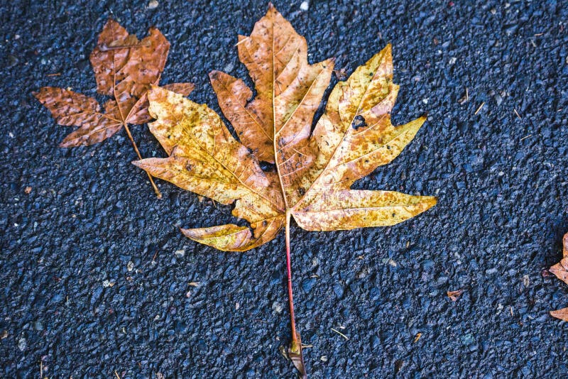Leaf Decay Texture, Dead Leaf Texture, Autumn Leaf Texture Stock Photo ...