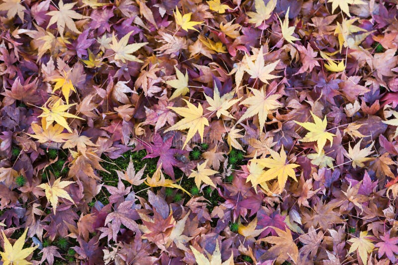 Maple Leaf on Ground during Late Autumn Stock Photo - Image of foliage ...