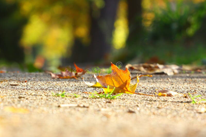 Maple leaf on the ground stock image. Image of color - 35258037