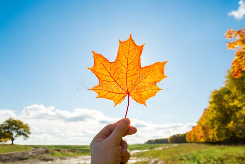 Maple Leaf in Hand Against Sky Background. Stock Image - Image of ...