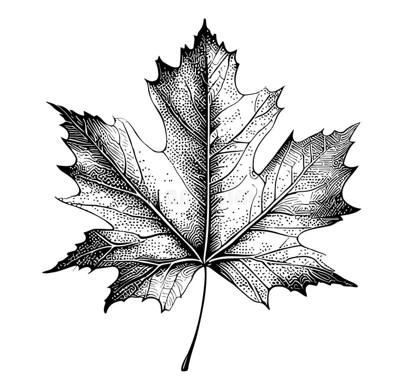 Maple Leaf Hand Drawn Sketch Vector Illustration in Doodle Style Stock ... Maple Leaf Hand Drawn Sketch Vector Illustration in Doodle Style Stock ...
