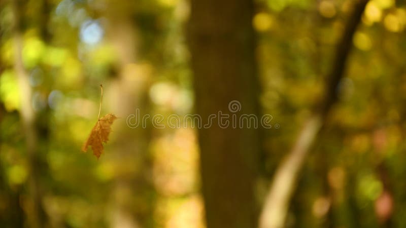 Maple Leaf Hanging on a Spider Web. Maple Yellow Leaf Swirls in the ...