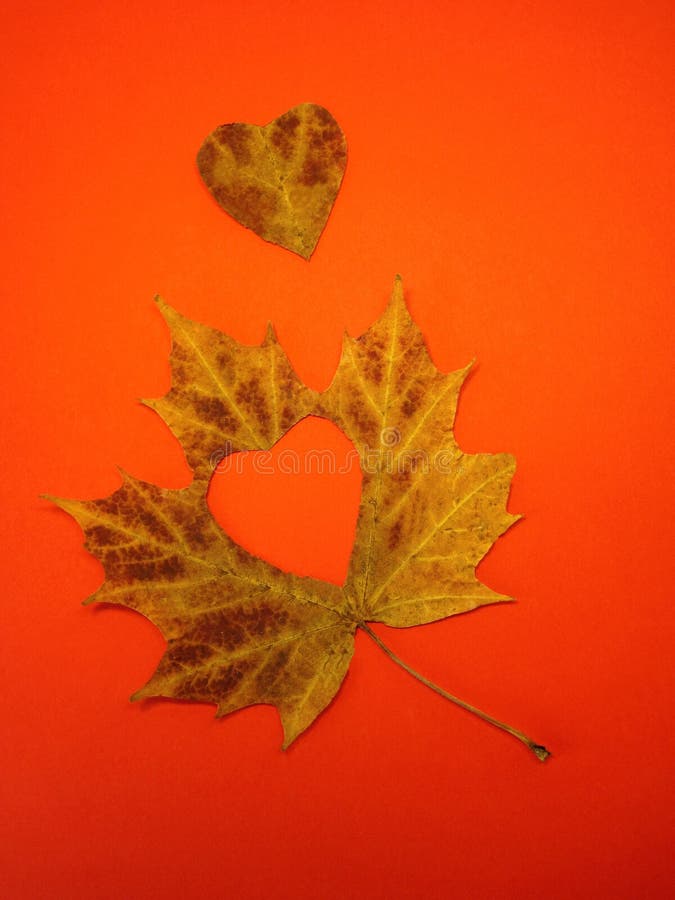 Maple leaf and heart stock image. Image of fall, maple - 37270969