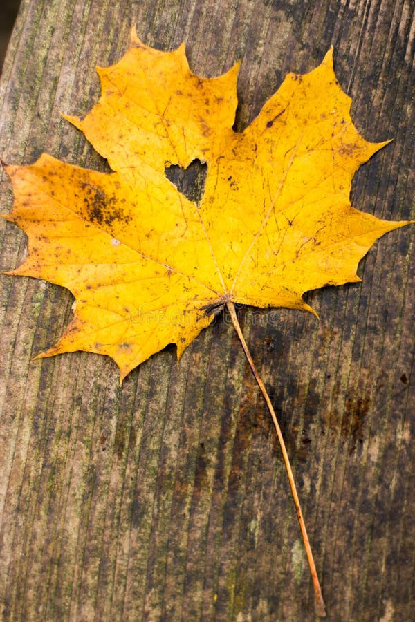 Maple Leaf stock photo. Image of tree, season, beauty - 60676308