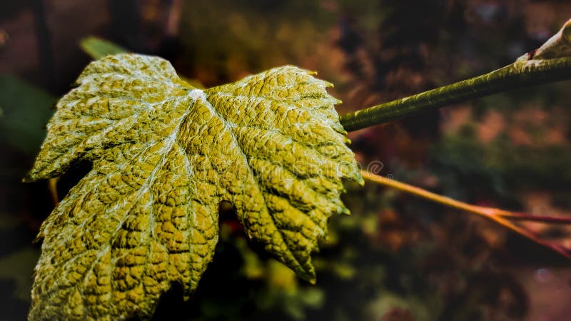 430 High Contrast Maple Leaf Stock Photos - Free & Royalty-Free Stock ...