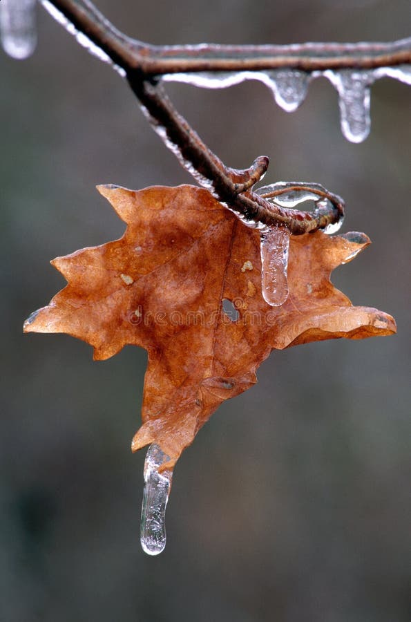 Maple Leaf with Icicle stock photo. Image of frozen, drip - 27934272