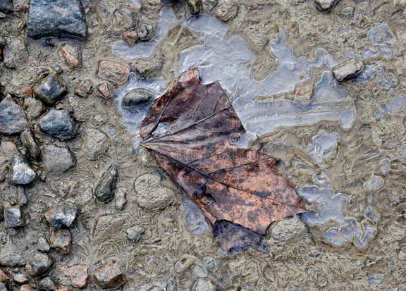 Maple Leaf on the Icy and Muddy Ground Stock Image - Image of natural, maple: 368496289