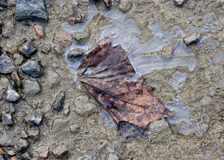 Maple Leaf on the Icy and Muddy Ground Stock Image - Image of natural ...