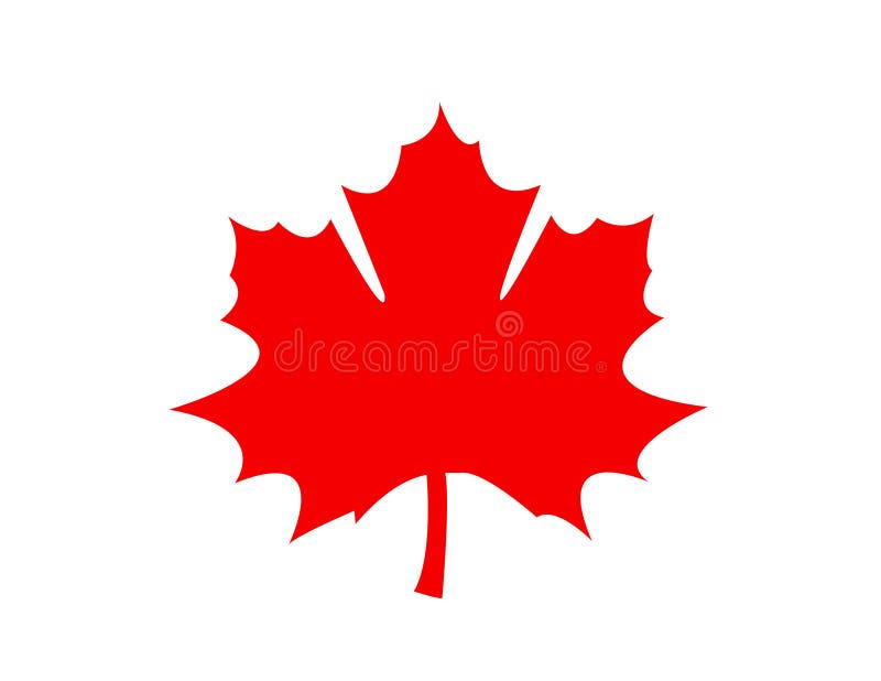 Maple Leaf Illustration Vector Stock Vector - Illustration of aging ...