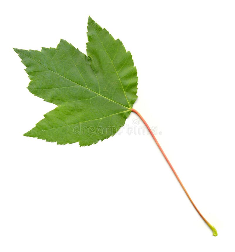 Maple Leaf isolated stock image. Image of canada, branch - 1137569