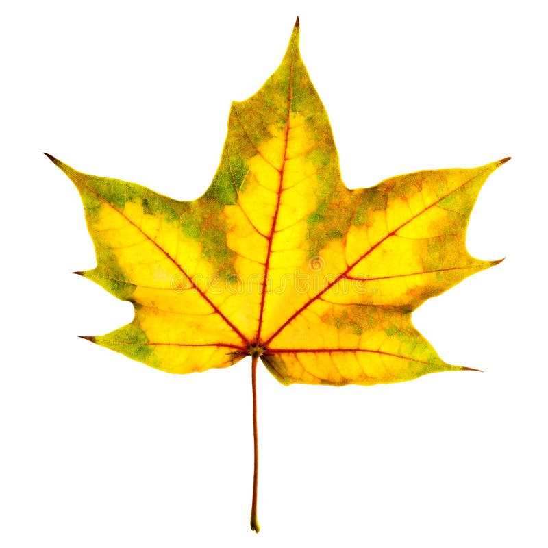 Maple leaf isolated stock image. Image of maple, studio - 31280847