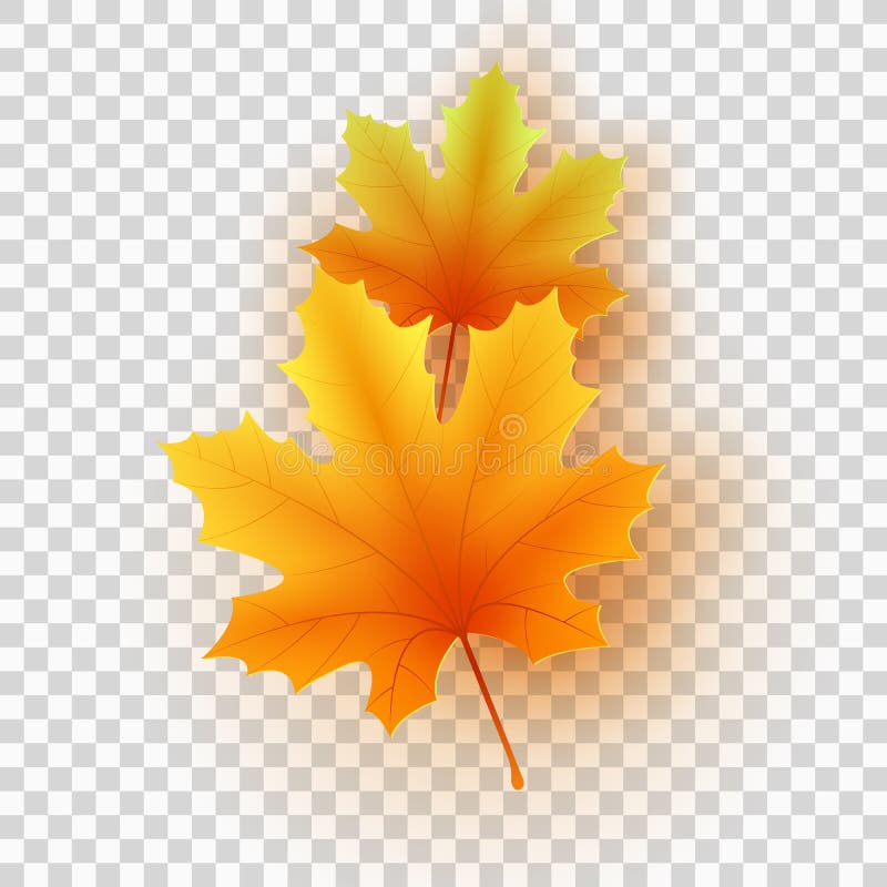 Maple Leaf Isolated on a Transparent Background. Group of Autumn Leaves ...