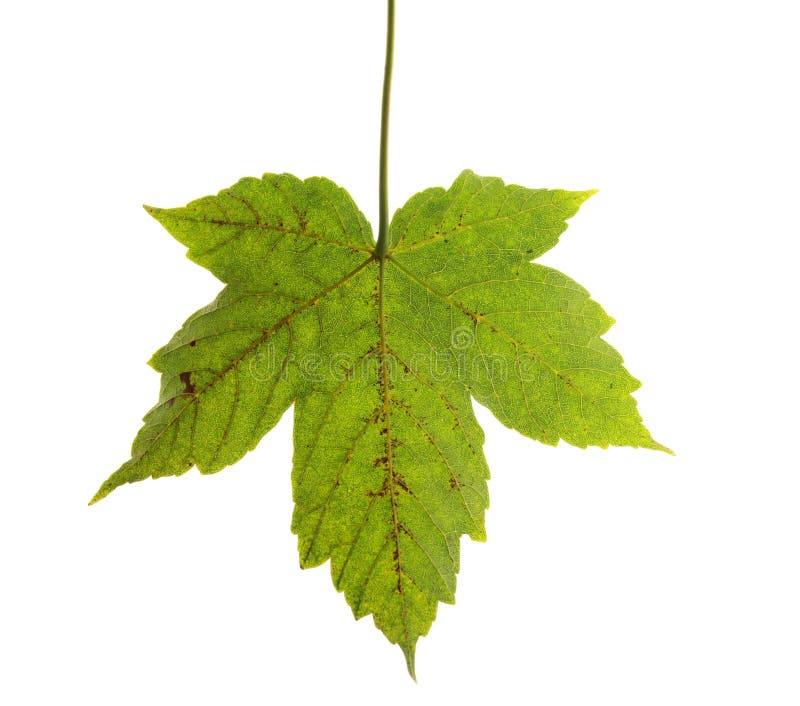 Maple Leaf Isolated On White Picture. Image: 6308253