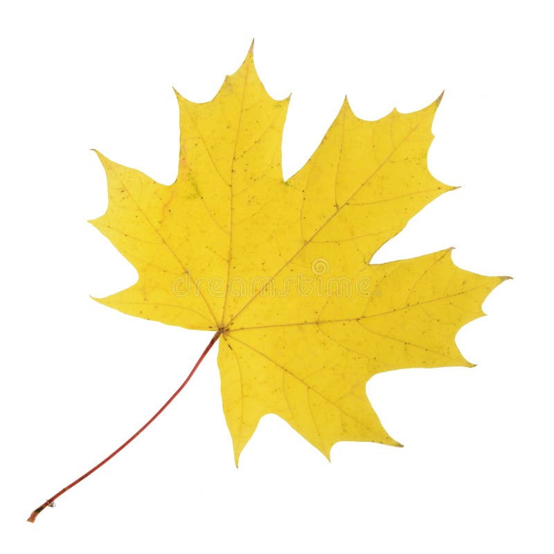 Autumn Maple Leaf Isolated on White Background Stock Image - Image of ...