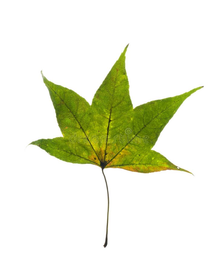 Maple Leaf Isolated on White Background Stock Image - Image of beauty ...