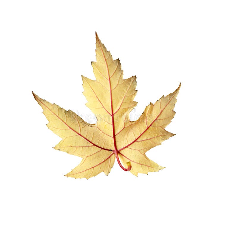 Maple Leaf Isolated on White Background with Reflection and Shadow ...