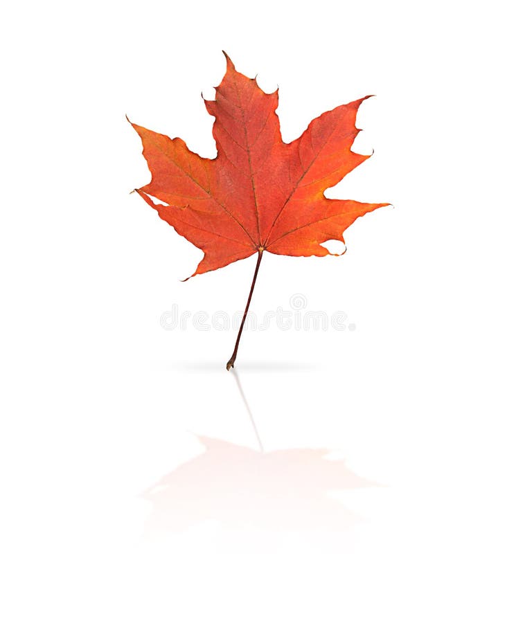 Maple Leaf Isolated on White Background with Reflection and Shadow ...
