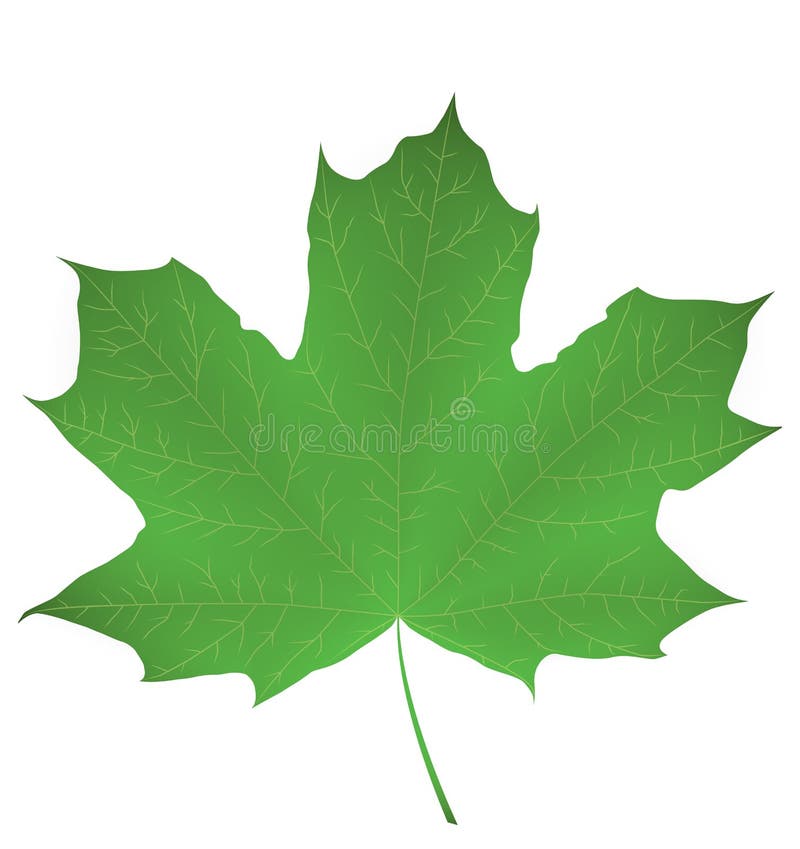 Maple leaf. stock vector. Illustration of sign, single - 32586193