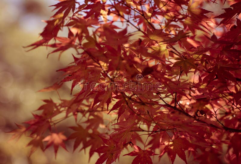 Maple leaf stock image. Image of outdoors, design, forest - 89242287