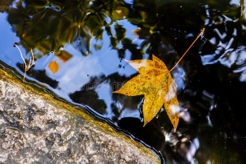 Maple leaf on the lake stock image. Image of agapanthus - 194143961