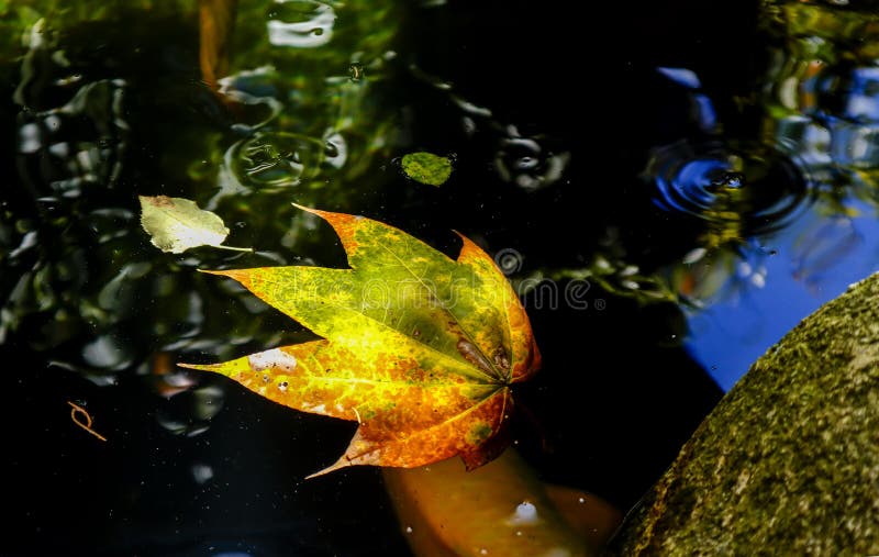 Maple leaf on the lake stock photo. Image of shoot, swim - 194143980