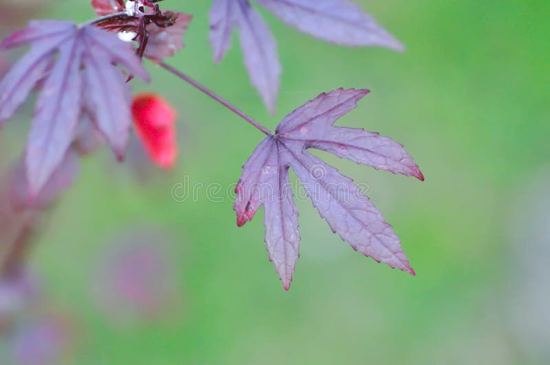 Maple Leaf, Maple Leaves or Green Leaf or Acer Saccharum Marsh or Red ...