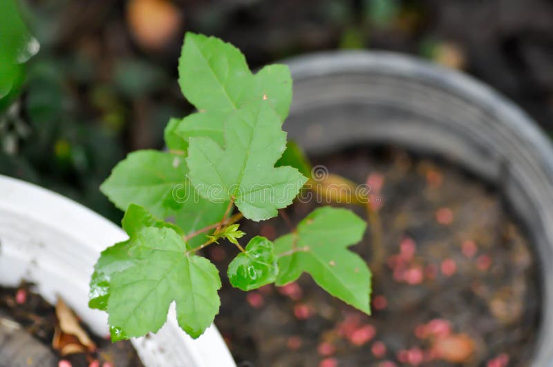 Maple Leaf, Maple Leaves or Green Leaf in Soft Focus Stock Photo ...