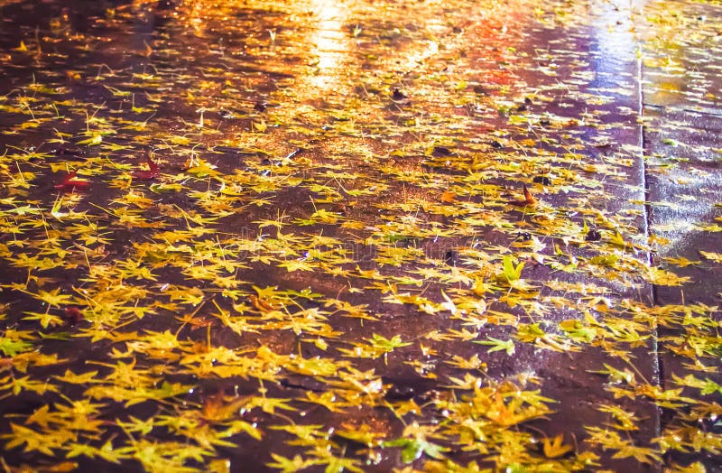 Maple Leaf Leaves on the Ground of a Sidewalk Stock Image - Image of ...