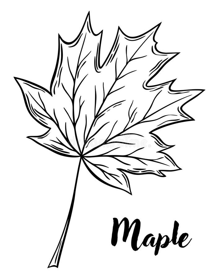 Maple Leaf Line Art Vector Illustration. Leaves, Botanical Engraving ...