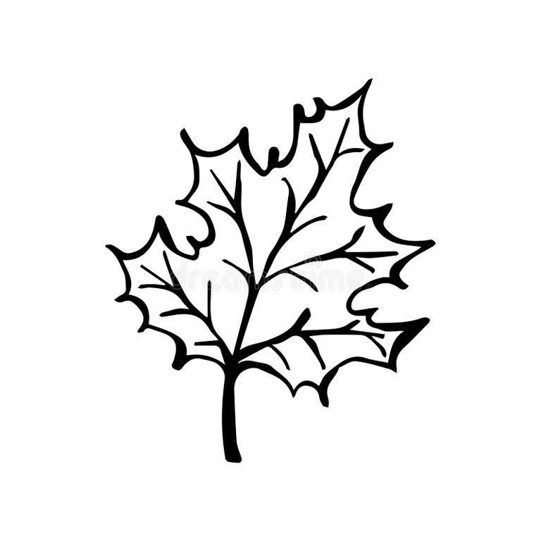 Maple Leaf Line Drawing in Bold Black and White Botanical Style Stock ...