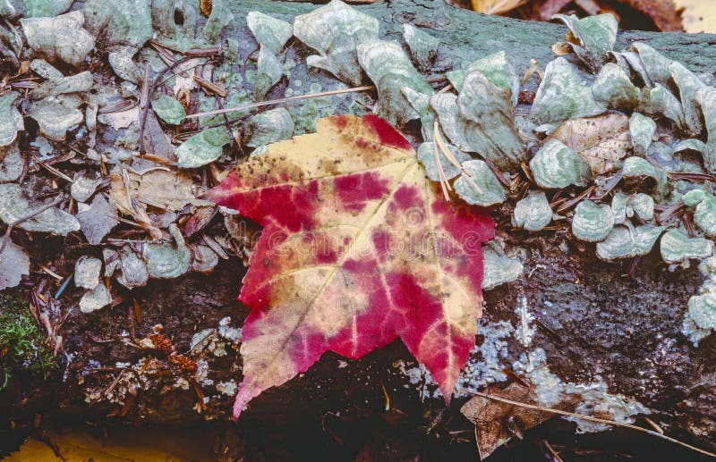 Maple leaf on log stock image. Image of forest, tree - 23929227