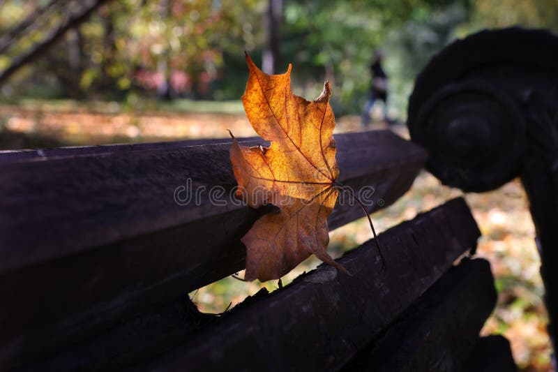 A Maple Leaf is Lying on a Bench. Autumn Foliage on a Park Bench ...