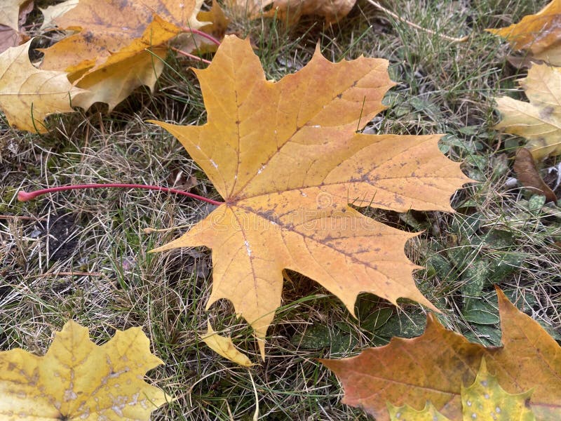 Maple Leaf Lying on the Ground in Fall Stock Photo - Image of natural ...