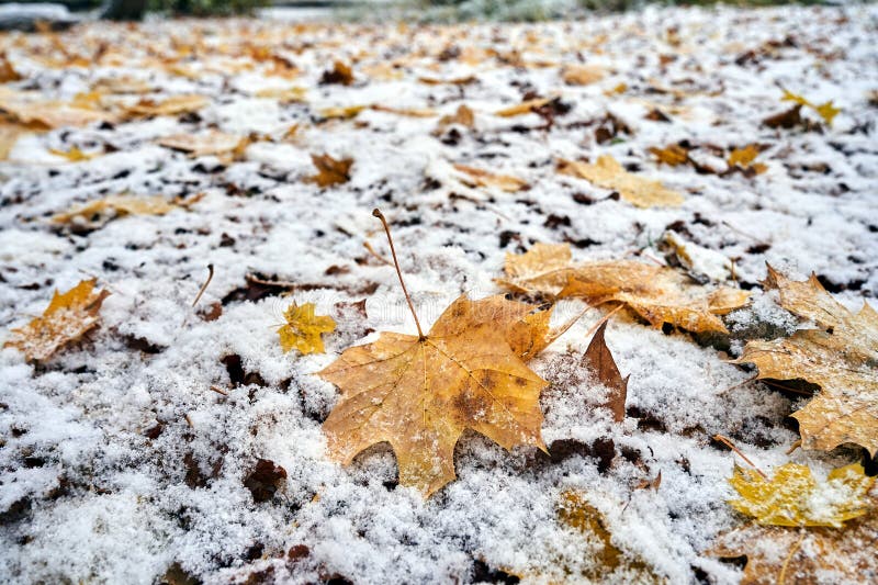 A Maple Leaf Lying on a Snowy Meadow during Winter Stock Photo - Image ...