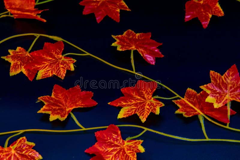 Maple Leaf Made of Plastic Material on a Black Background Stock Image ...
