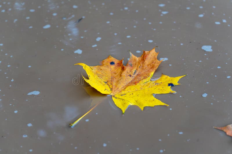 Maple Leaf in a Muddy Puddle in Autumn Stock Photo - Image of foliage ...
