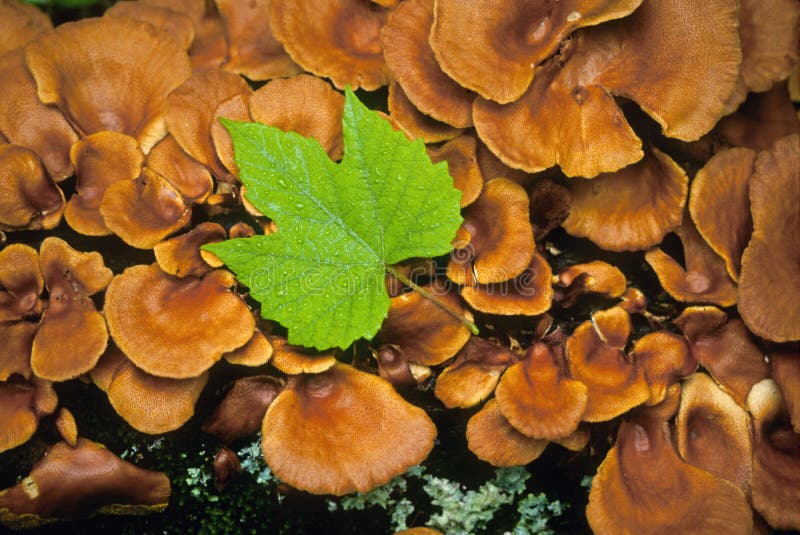 Maple leaf on mushrooms stock photo. Image of outdoors - 17945538