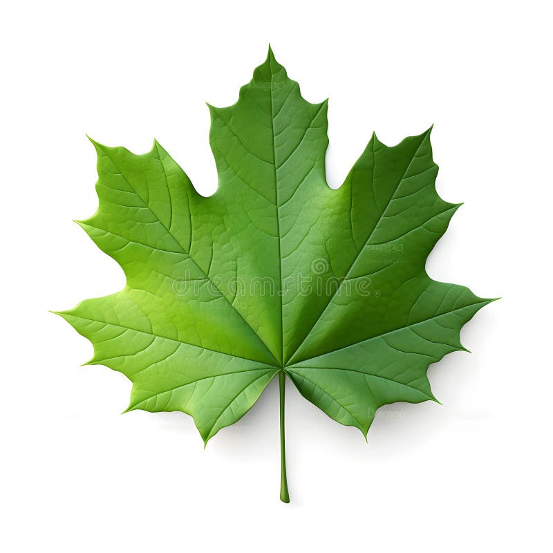 Maple Leaf, Natural Green Tree Leaf Stock Illustration - Illustration ...